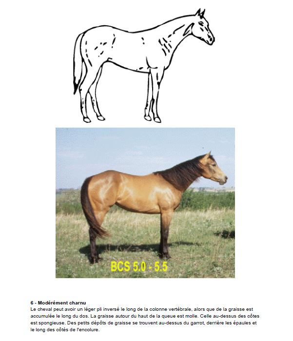Evaluation du score corporel - Harmonie Nutrition Equine