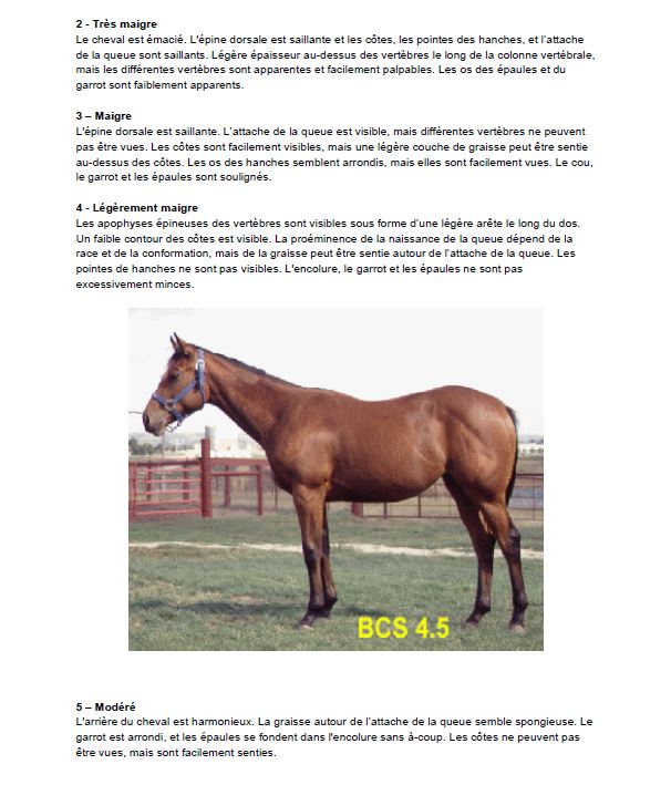 Evaluation du score corporel - Harmonie Nutrition Equine